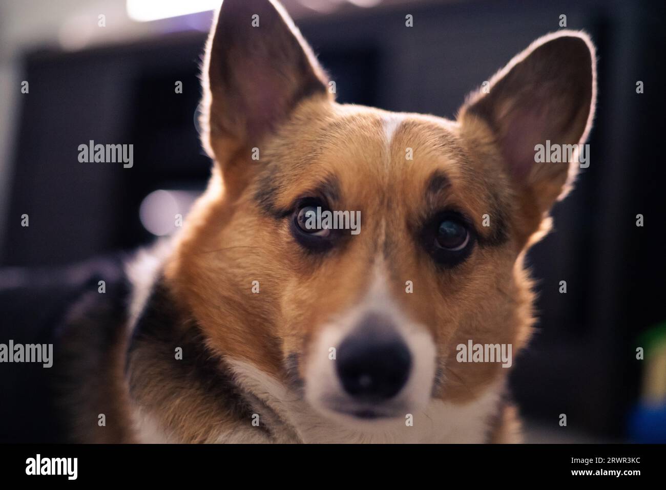 pembroke welsh corgi portrait with dark background and rimlight Stock ...