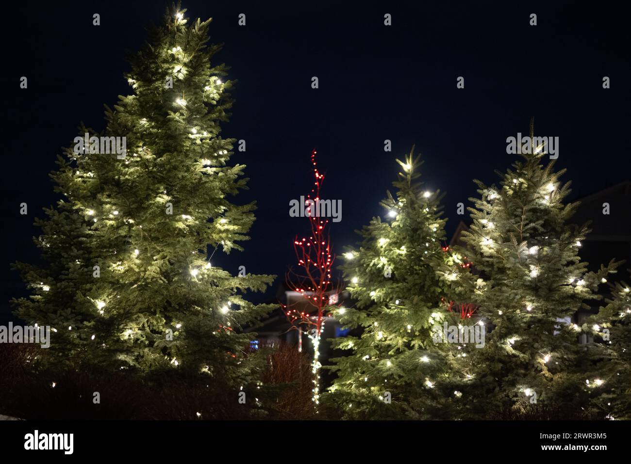 Night street bright decorated trees hi-res stock photography and images ...