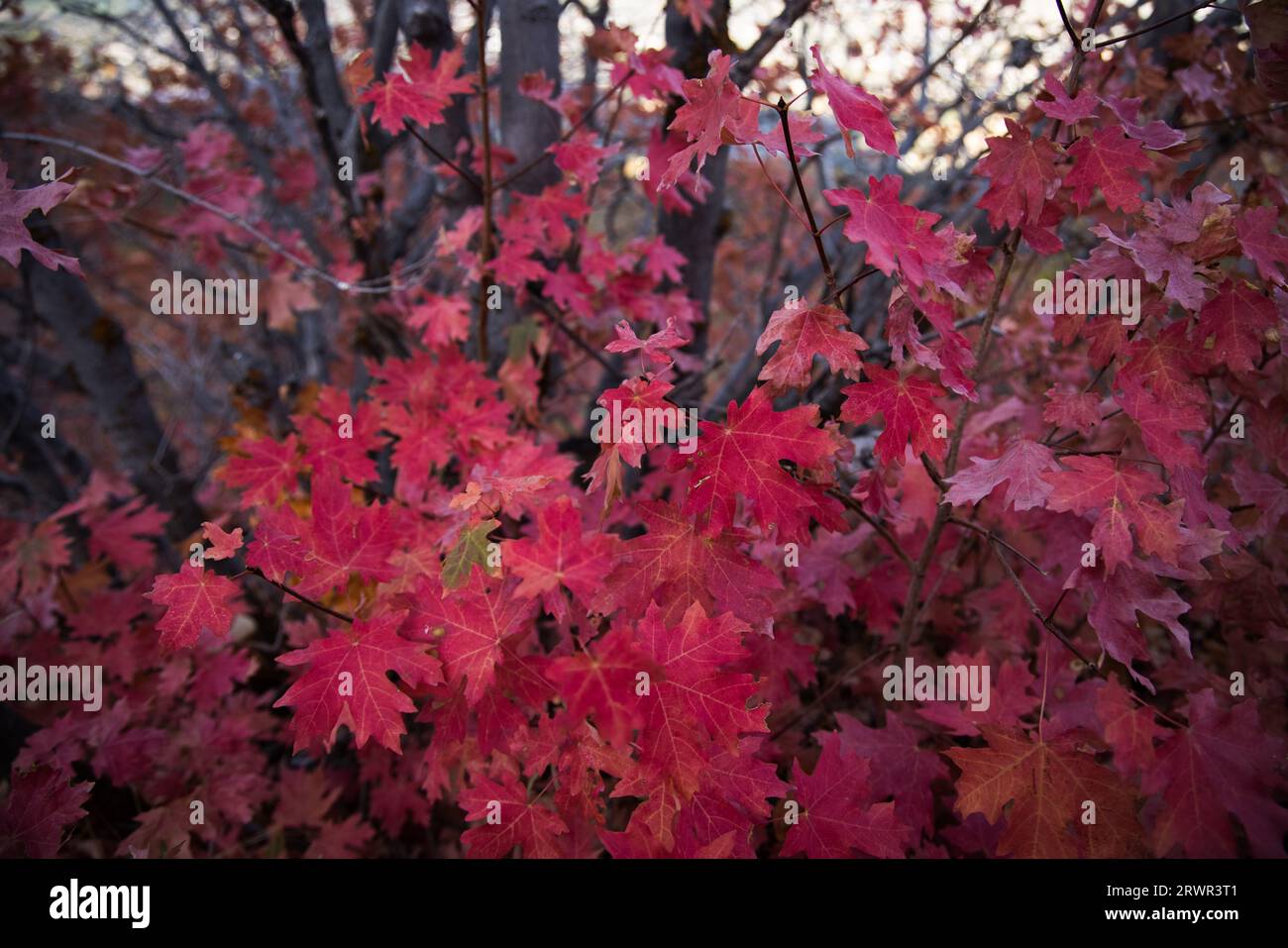 Leaves turning red hi-res stock photography and images - Alamy