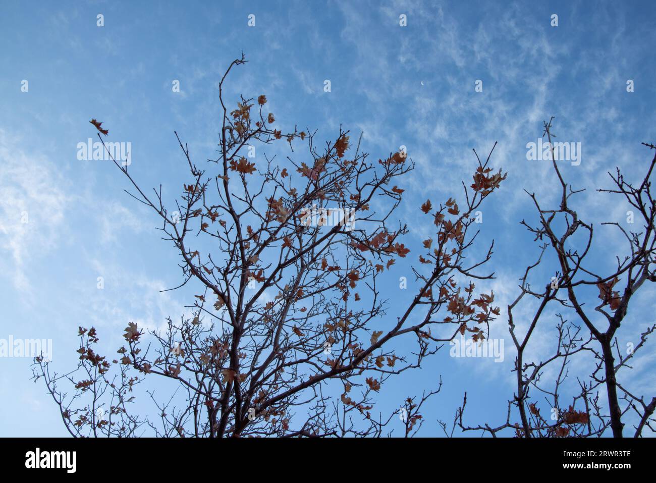 fall tree branches with blue sky Stock Photo - Alamy