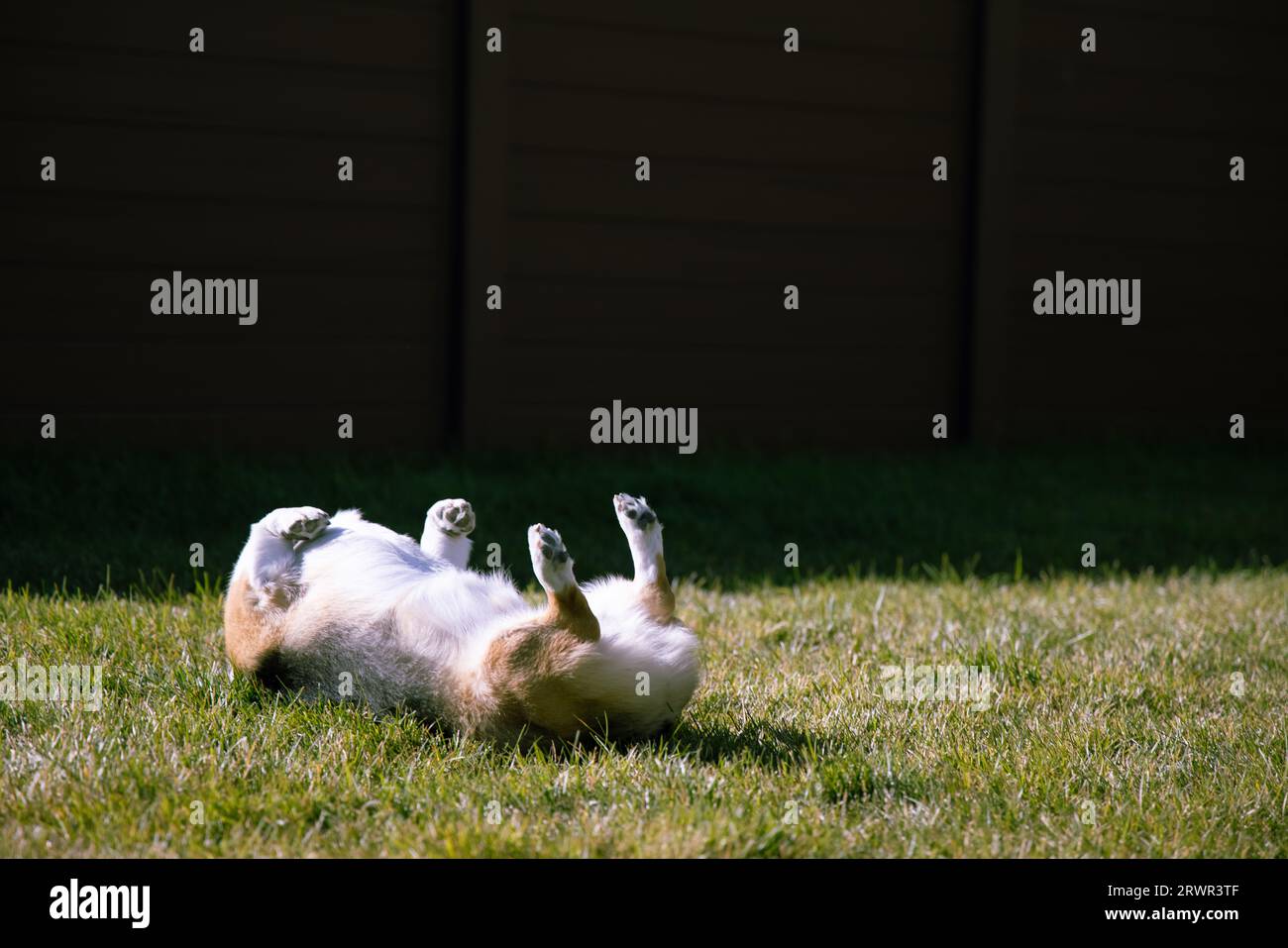 Purebred dog rolling in grass hi-res stock photography and images - Alamy