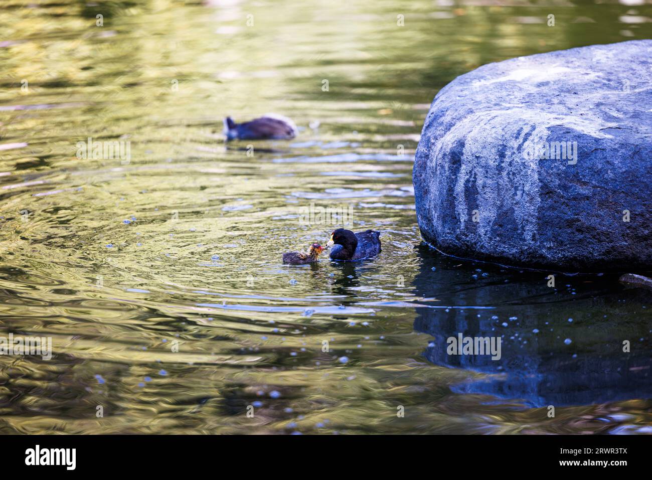 american coot feeding her young on a pond Stock Photo - Alamy