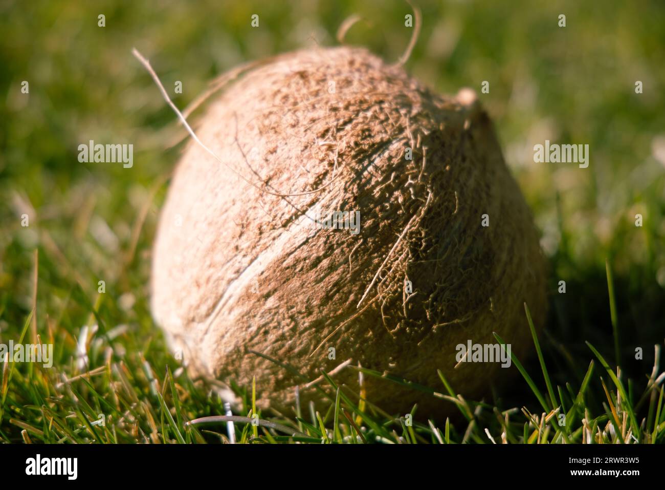 Coco grass hi-res stock photography and images - Alamy