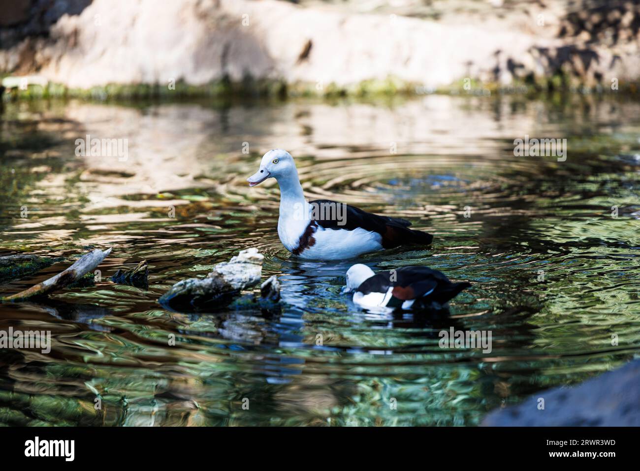 Tadorna radjah sitting on the pond with friends Stock Photo - Alamy