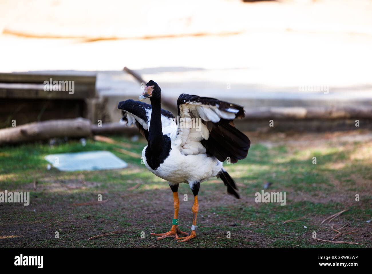 Ground flapping wings hi-res stock photography and images - Alamy