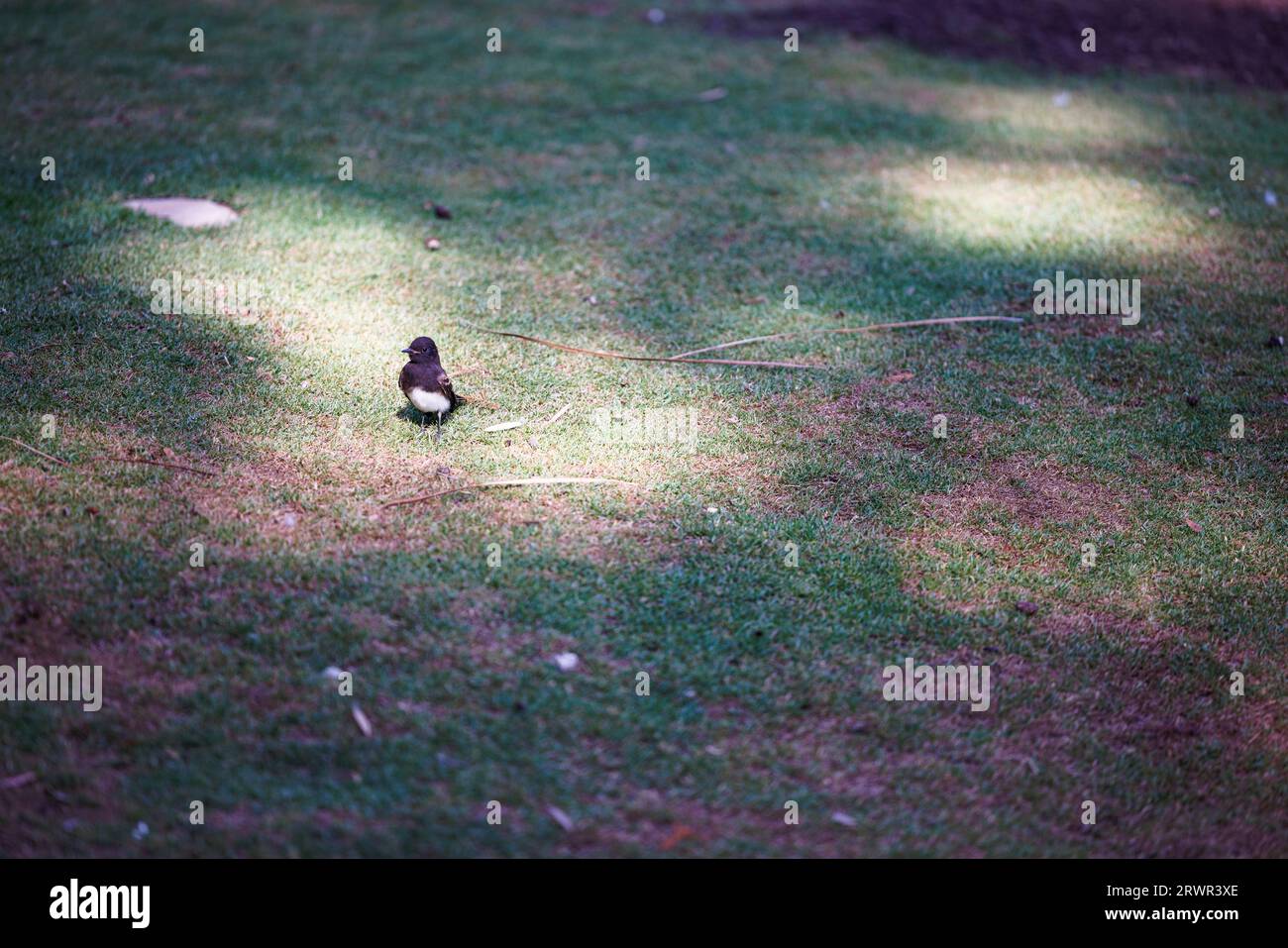 bird spotlighted in sun beam from shade of tree Stock Photo - Alamy