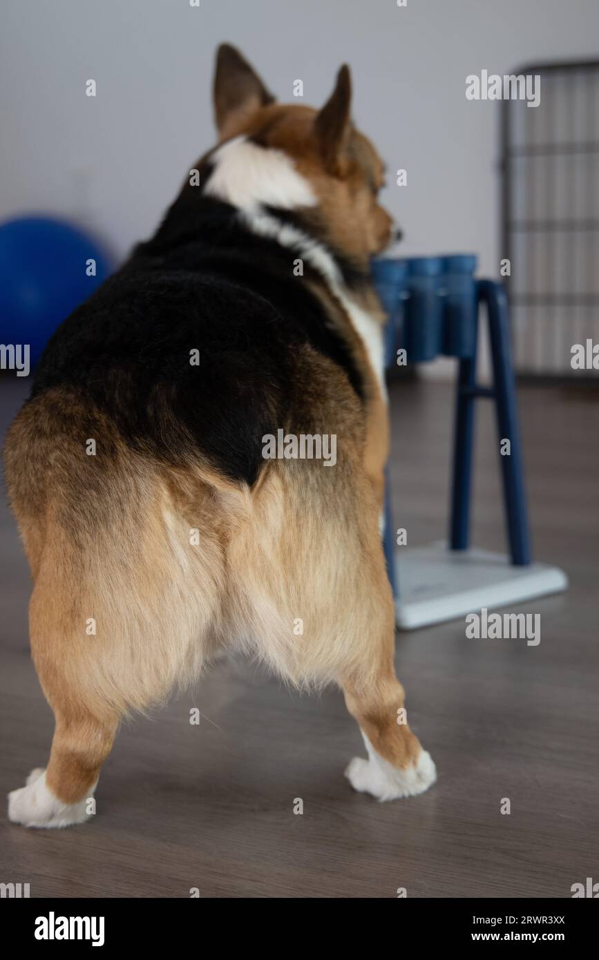 pembroke welsh corgi standing with butt Stock Photo - Alamy