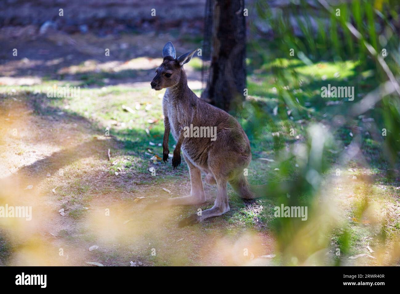 Kangaroo in shade hi-res stock photography and images - Alamy