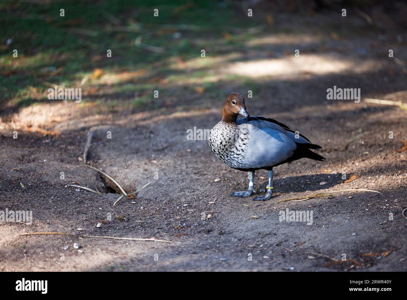 australian wood duck standing in a sunbeam under a shady tree Stock ...