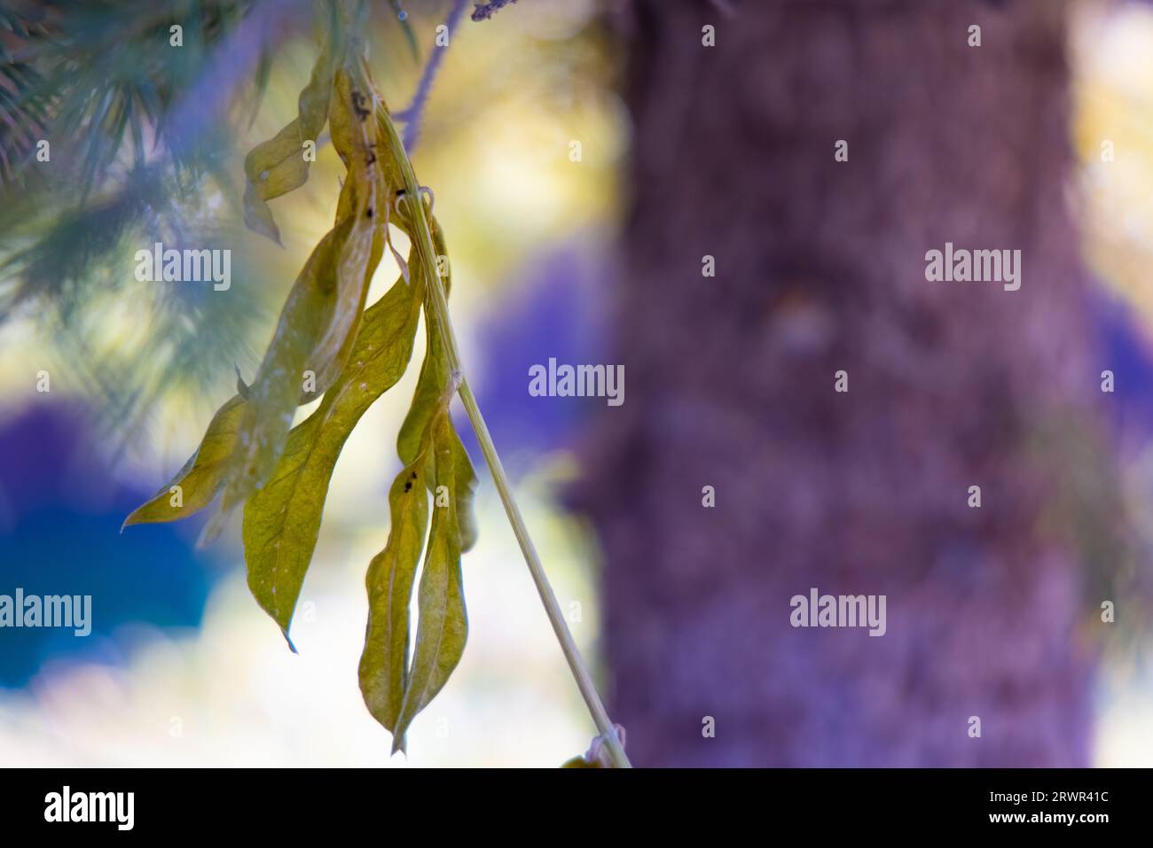 Wilting tree hi-res stock photography and images - Alamy