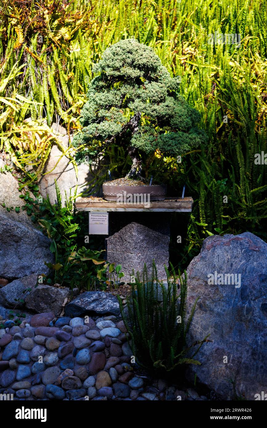 bonsai tree sitting in the sun and shade Stock Photo - Alamy