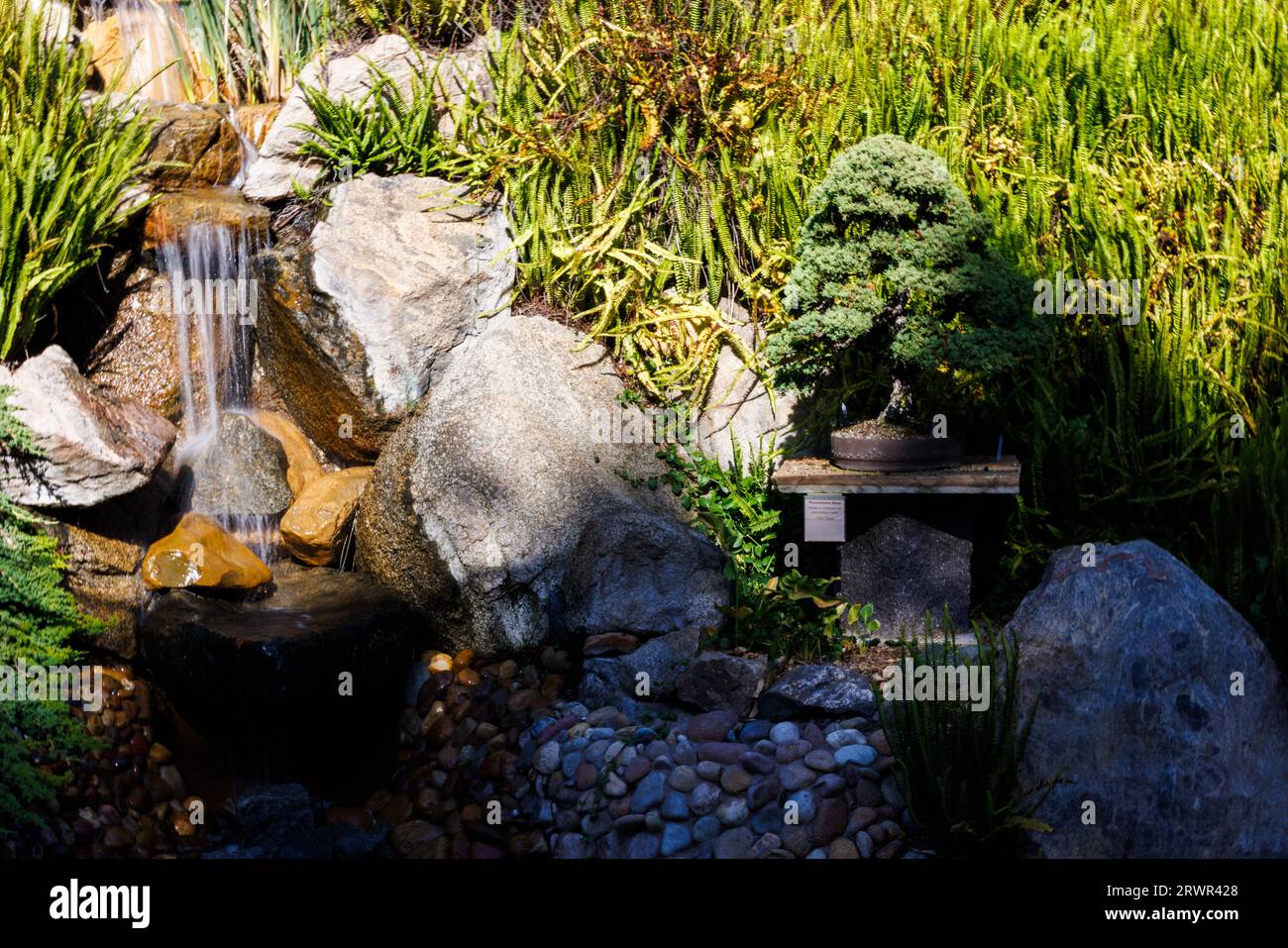 bonsai tree sitting in the shade by a waterfall Stock Photo - Alamy