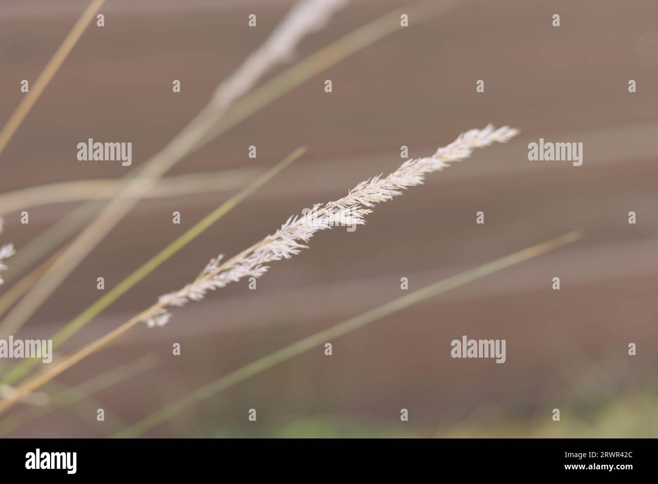 Beautiful closeup green wheat stalk hi-res stock photography and images ...