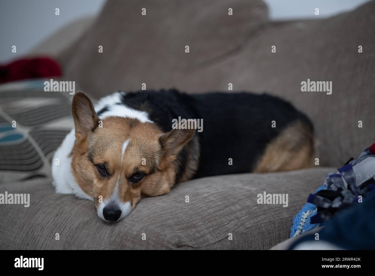 Corgi on couch hi-res stock photography and images - Alamy