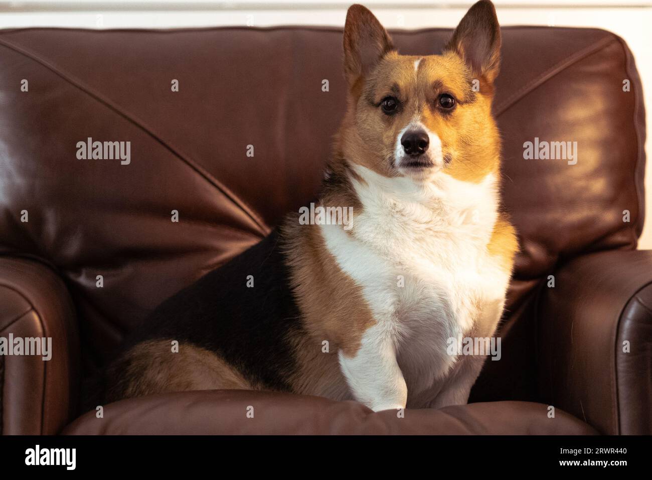 Welsh corgi sitting hi-res stock photography and images - Alamy