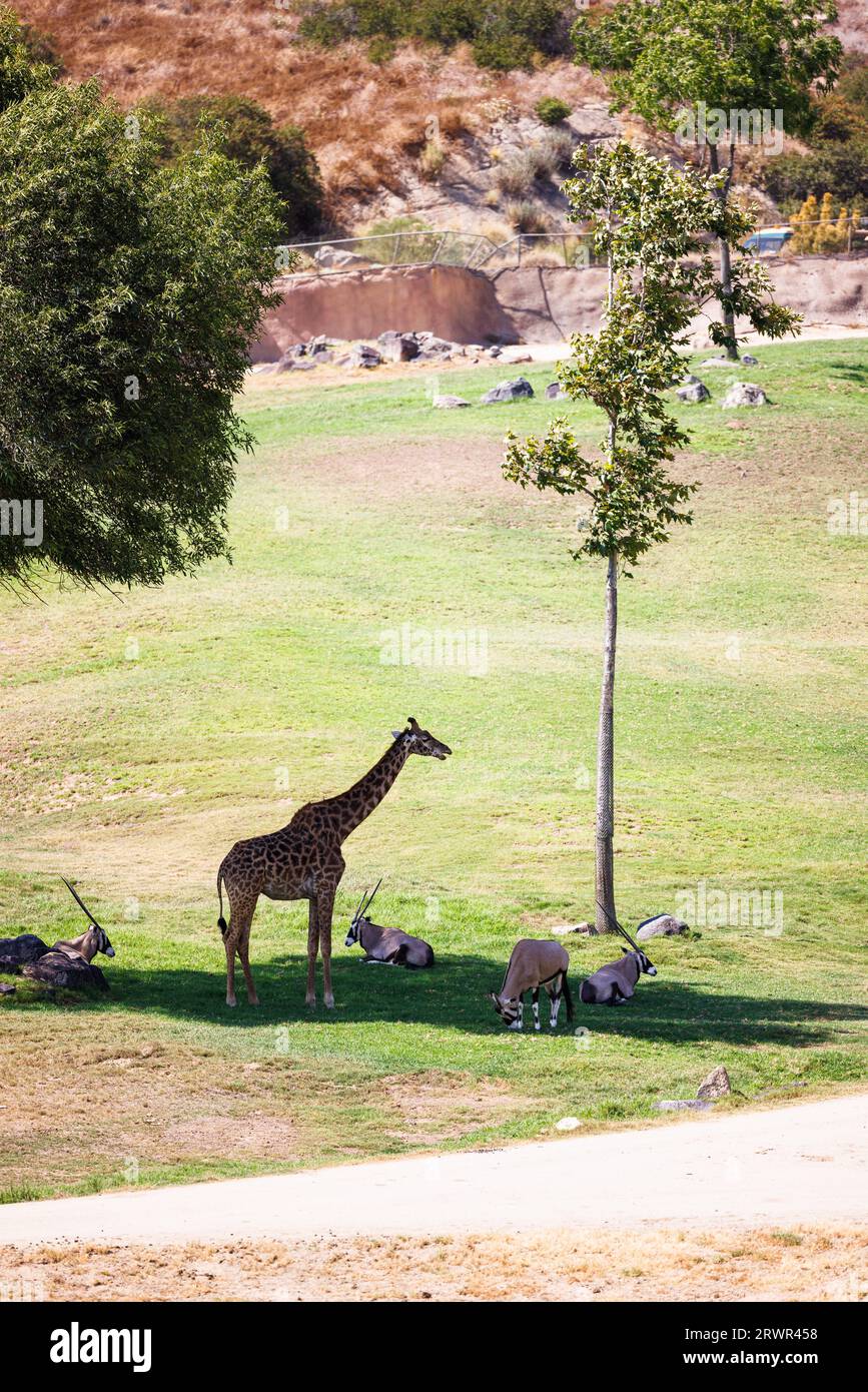 Long neck sheep hi-res stock photography and images - Alamy