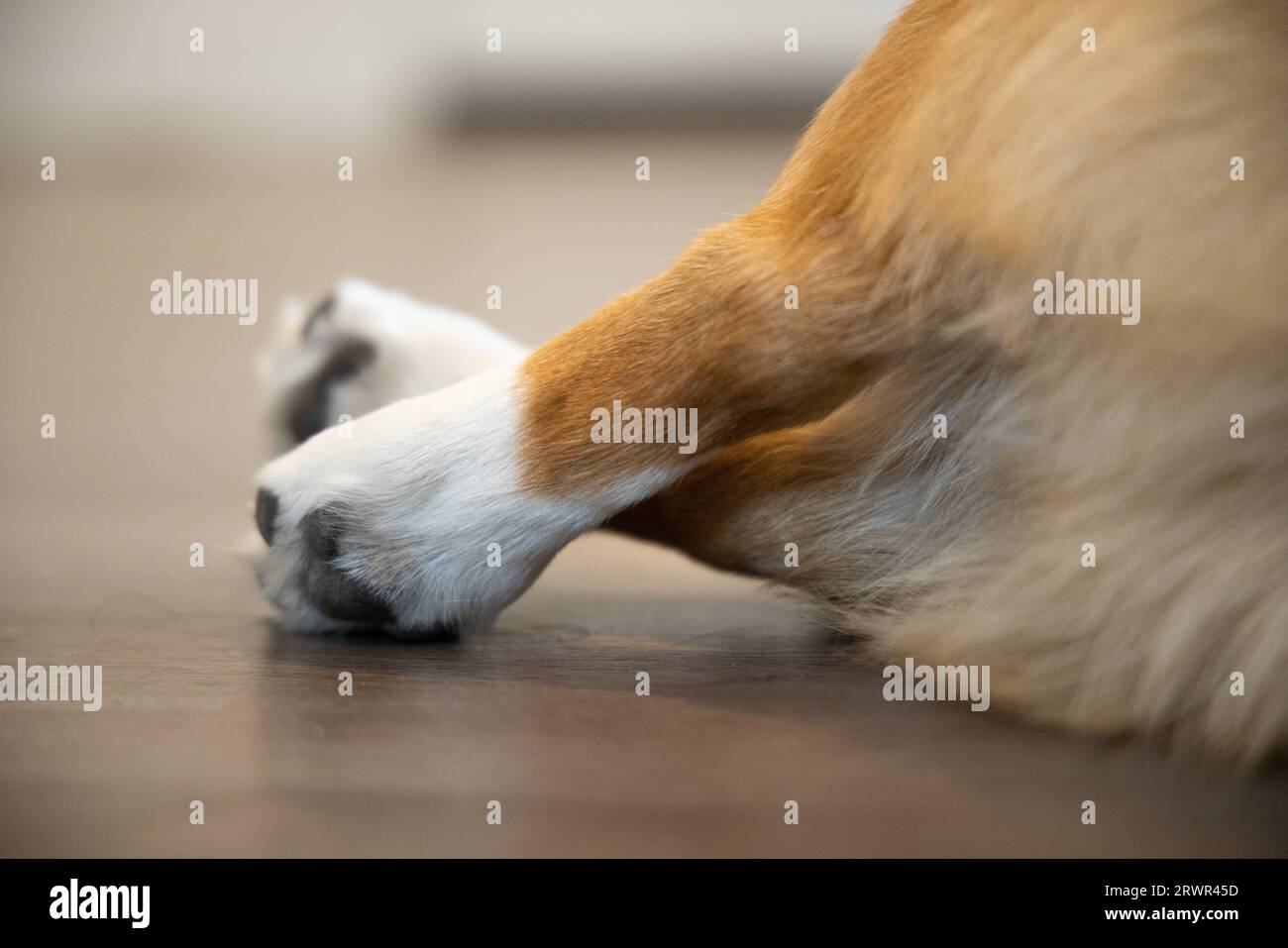 Resting corgi hi-res stock photography and images - Alamy