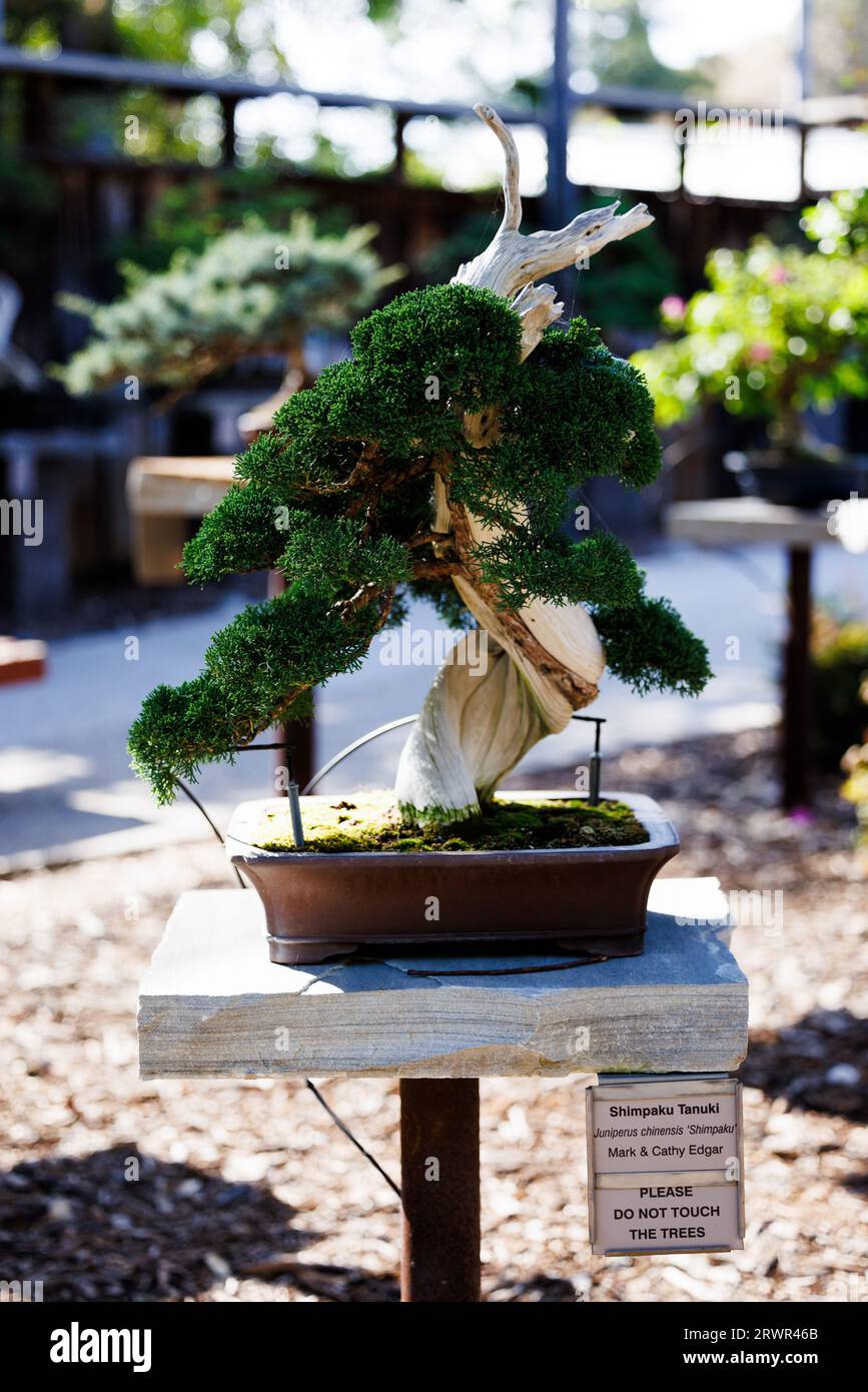 Shimpaku bonsai hi-res stock photography and images - Alamy