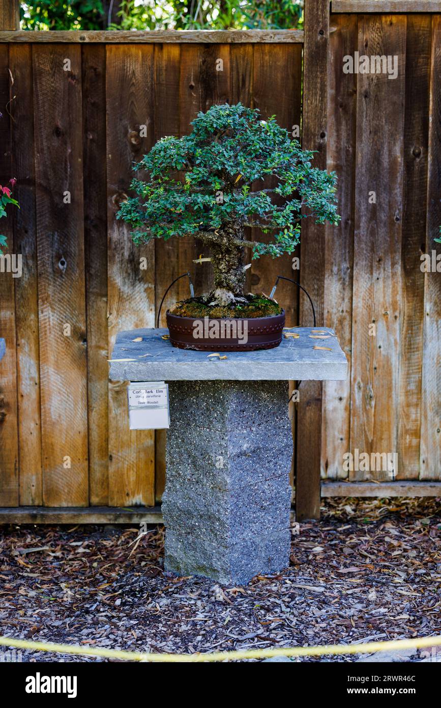 Japanese cork tree hi-res stock photography and images - Alamy