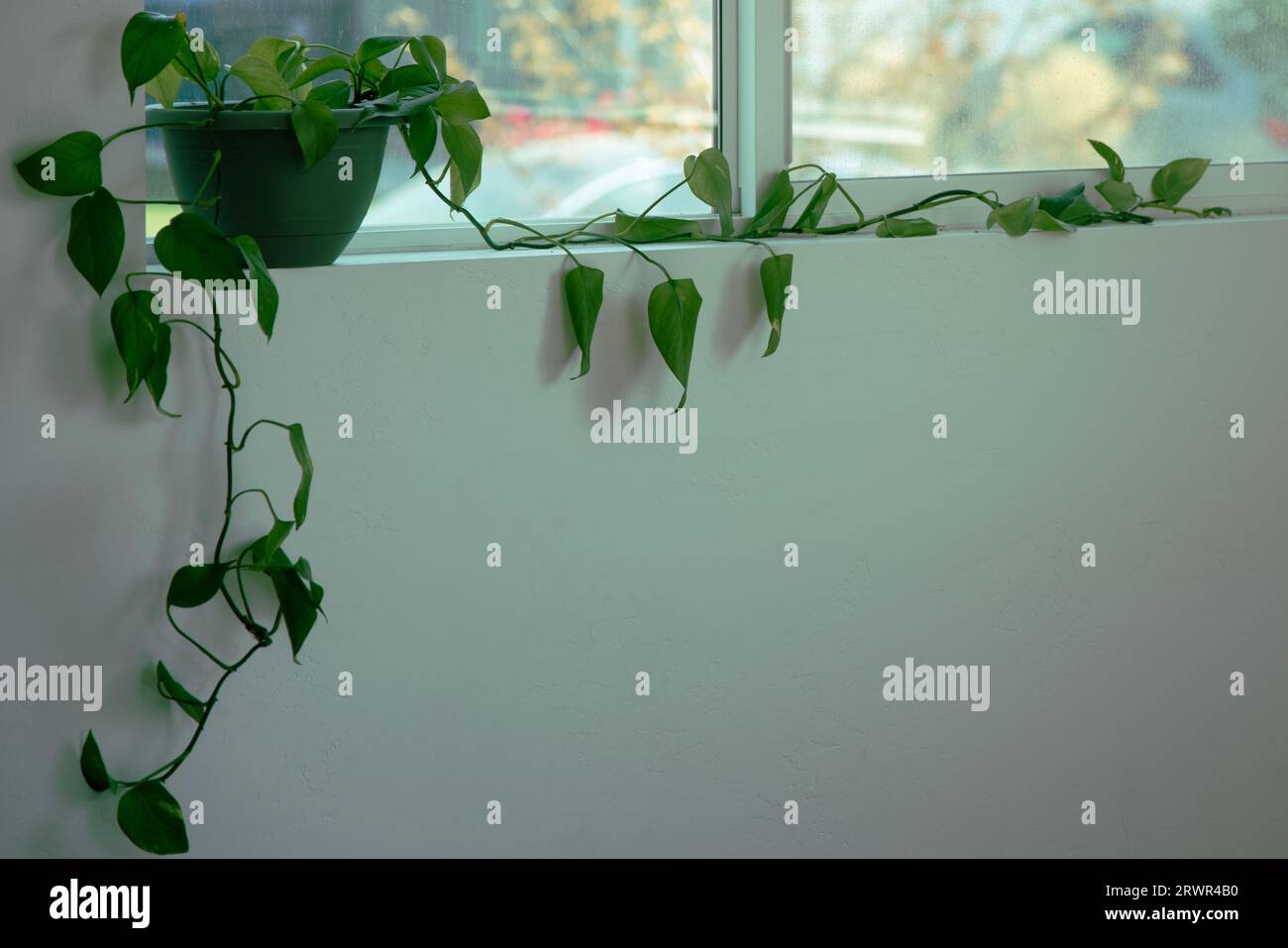 green ivy vine creeping along a window sill out of a pot Stock Photo ...