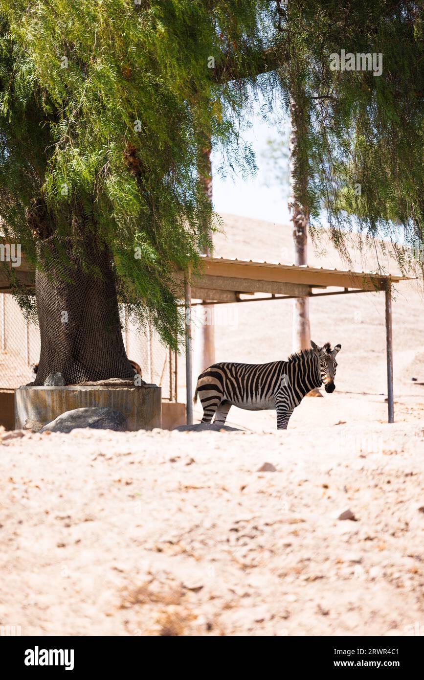 zebra standing in tree shade landscape Stock Photo - Alamy