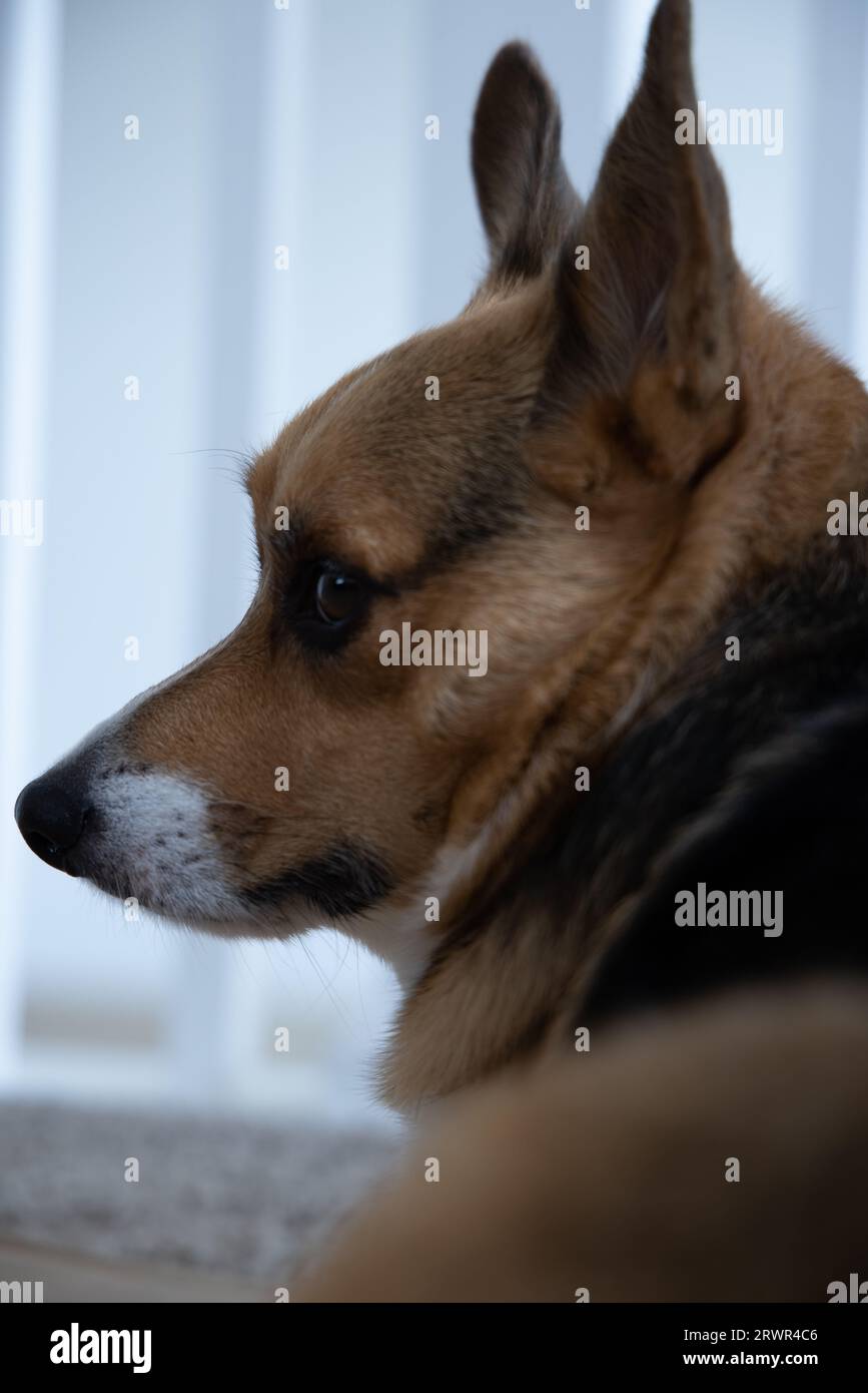 Back and white welsh corgi hi-res stock photography and images - Alamy