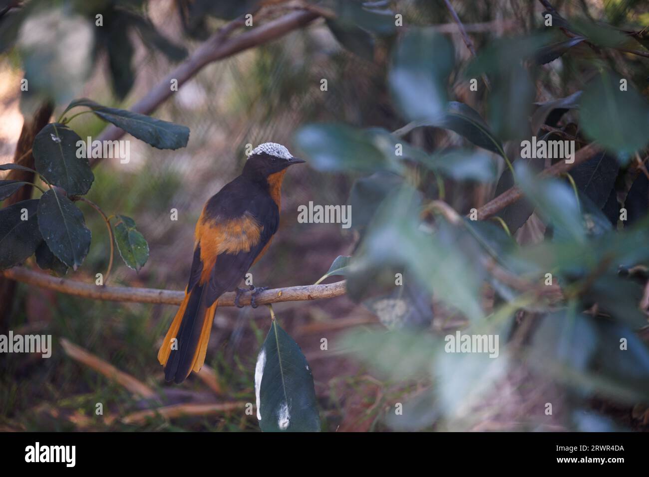 White crowned robin hi-res stock photography and images - Alamy