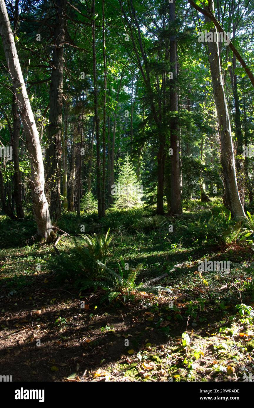 A young tree caught in a sun ray in a dark forest on Bowen island, BC ...