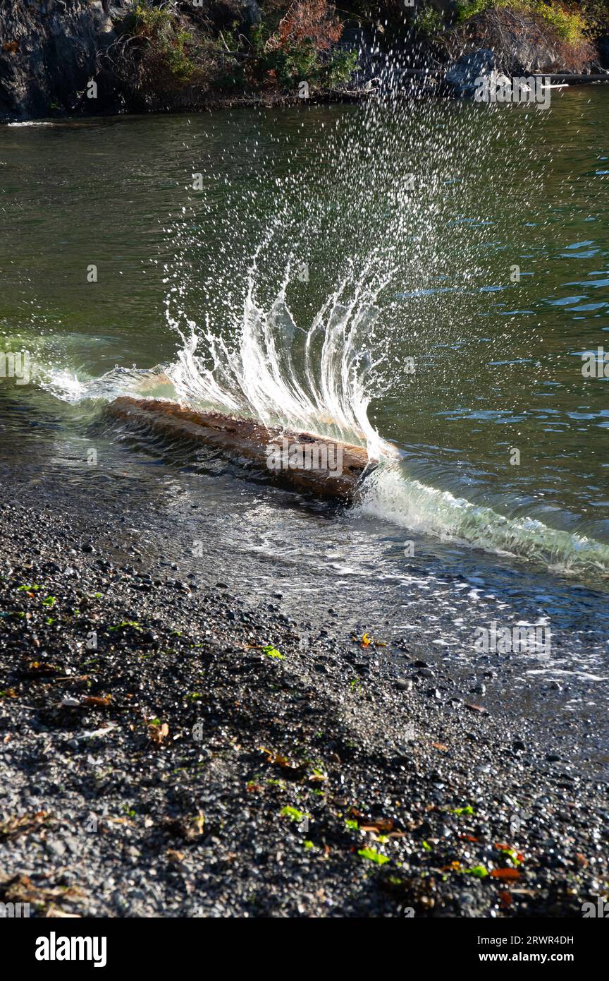 A tree log washed out on the shore getting hit by waves on Bowen island ...