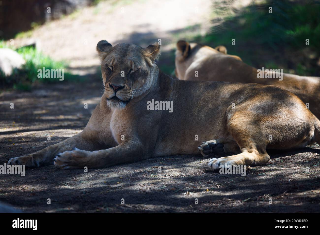 female lion resting in shade Stock Photo - Alamy