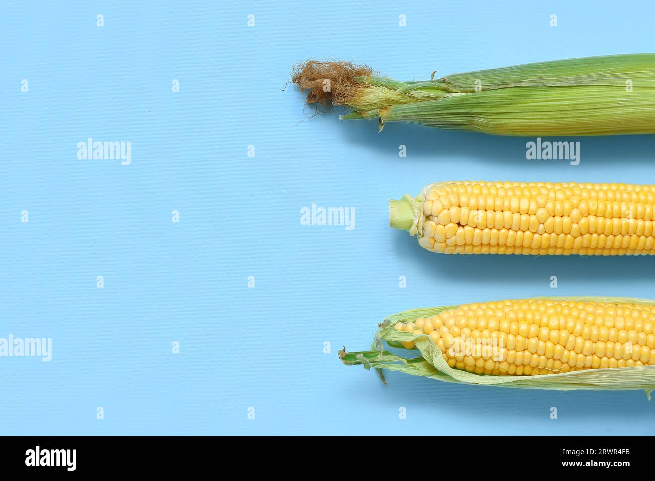 Fresh corn cobs with husk on blue background Stock Photo - Alamy