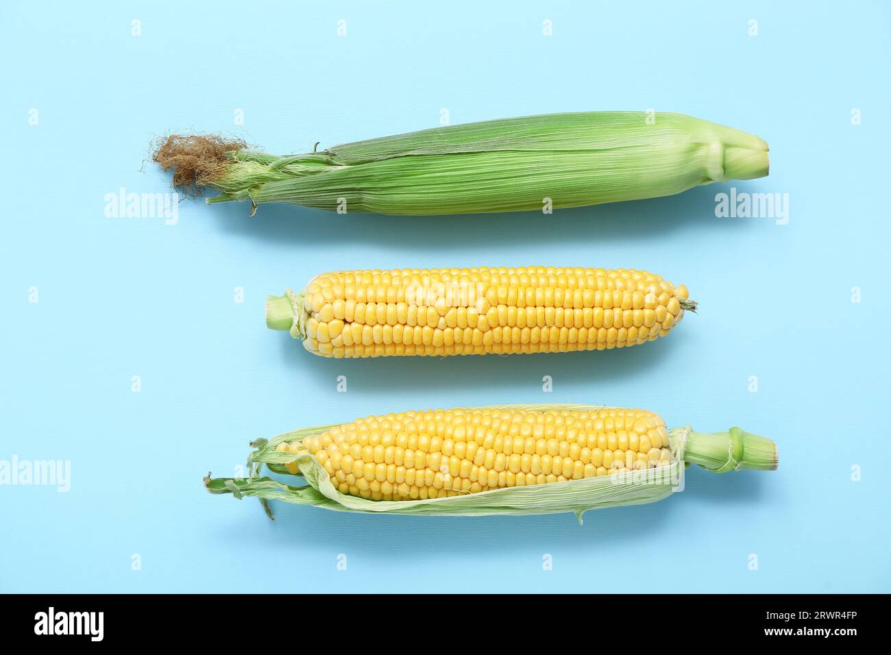 Fresh corn cobs with husk on blue background Stock Photo - Alamy