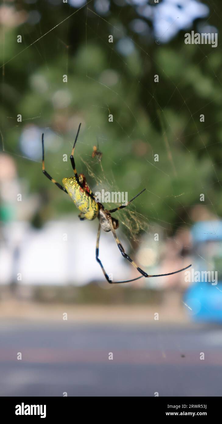 Trichonephila Clavipes Spider Weaving a Spider Web also known as ...