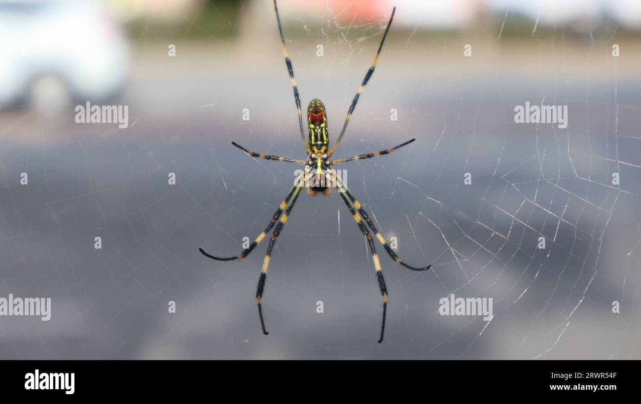 Trichonephila Clavipes Spider Weaving a Spider Web also known as ...