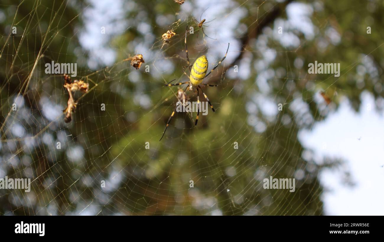Trichonephila Clavipes Spider Weaving a Spider Web also known as ...