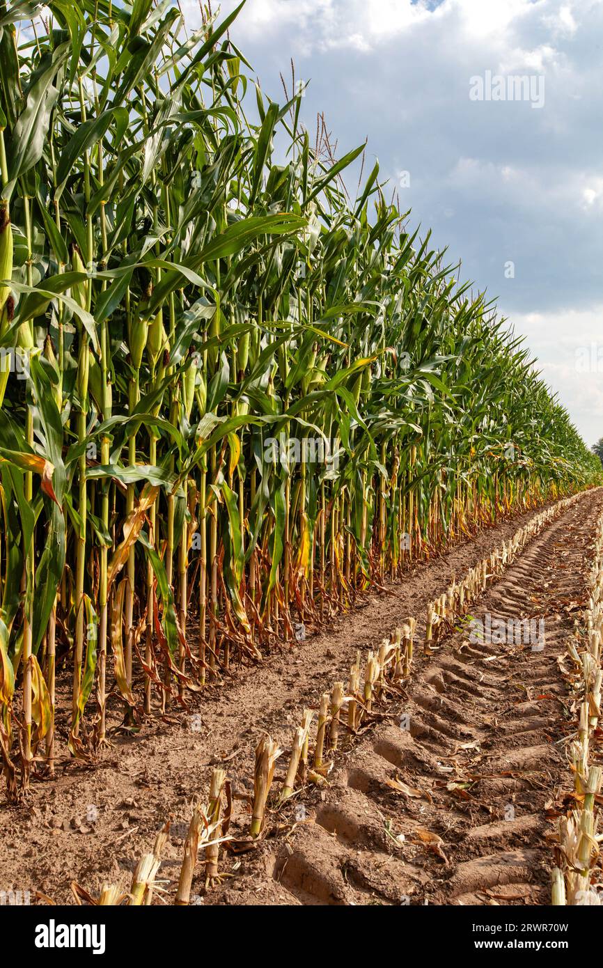 Wisconsin cornfield at the start of the harvest in September, vertical ...