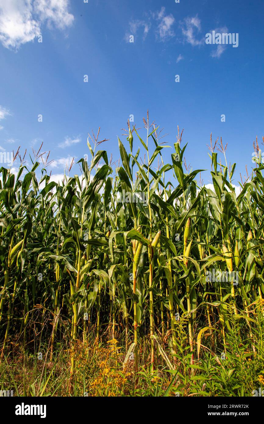 Wisconsin cornfield with white clouds and a blue sky in September ...