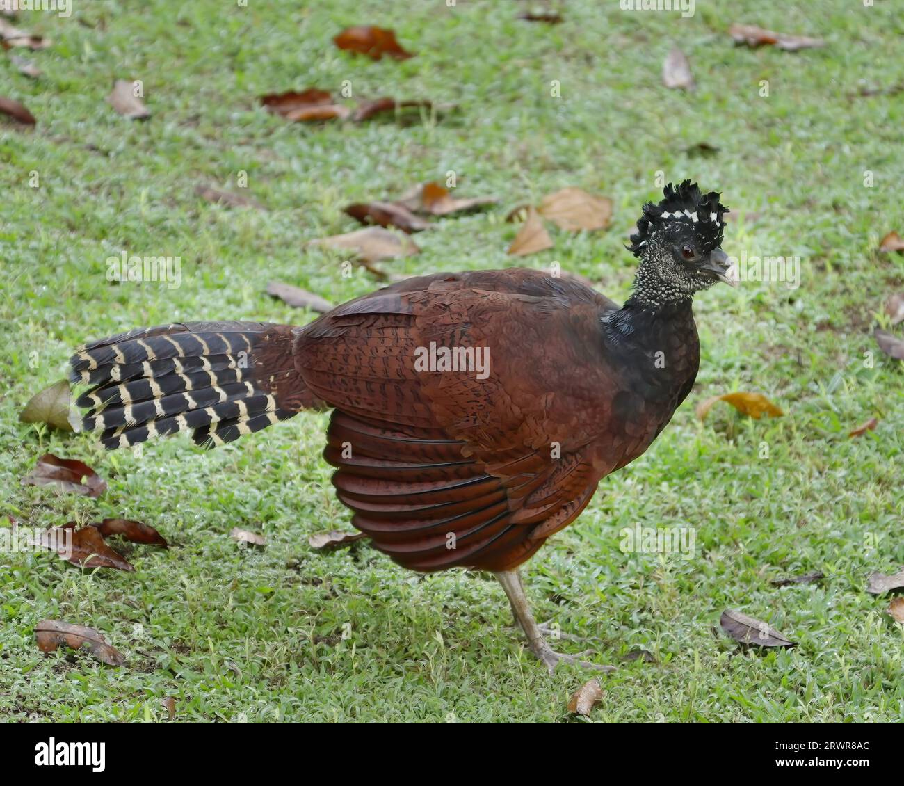 Black curassow costa rica hi-res stock photography and images - Alamy