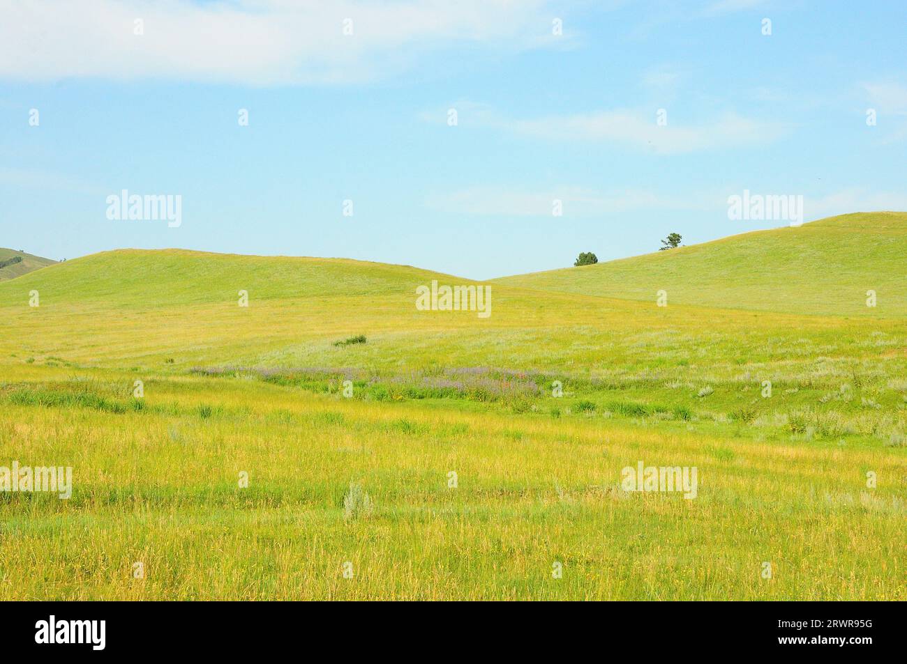 Endless steppe with gentle hills overgrown with dense grass under a ...