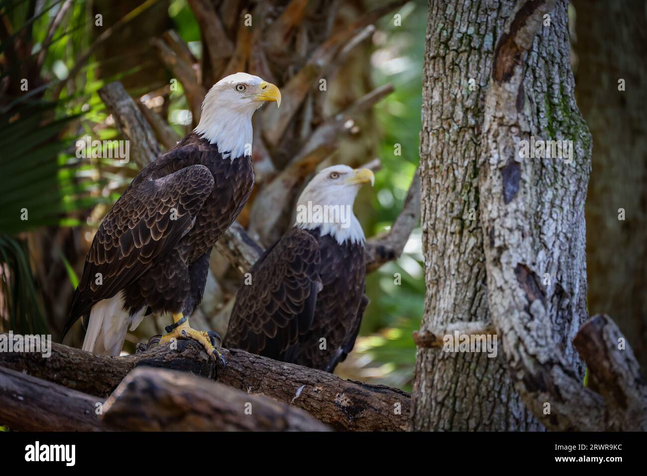 American Bald Eagles Stock Photo - Alamy