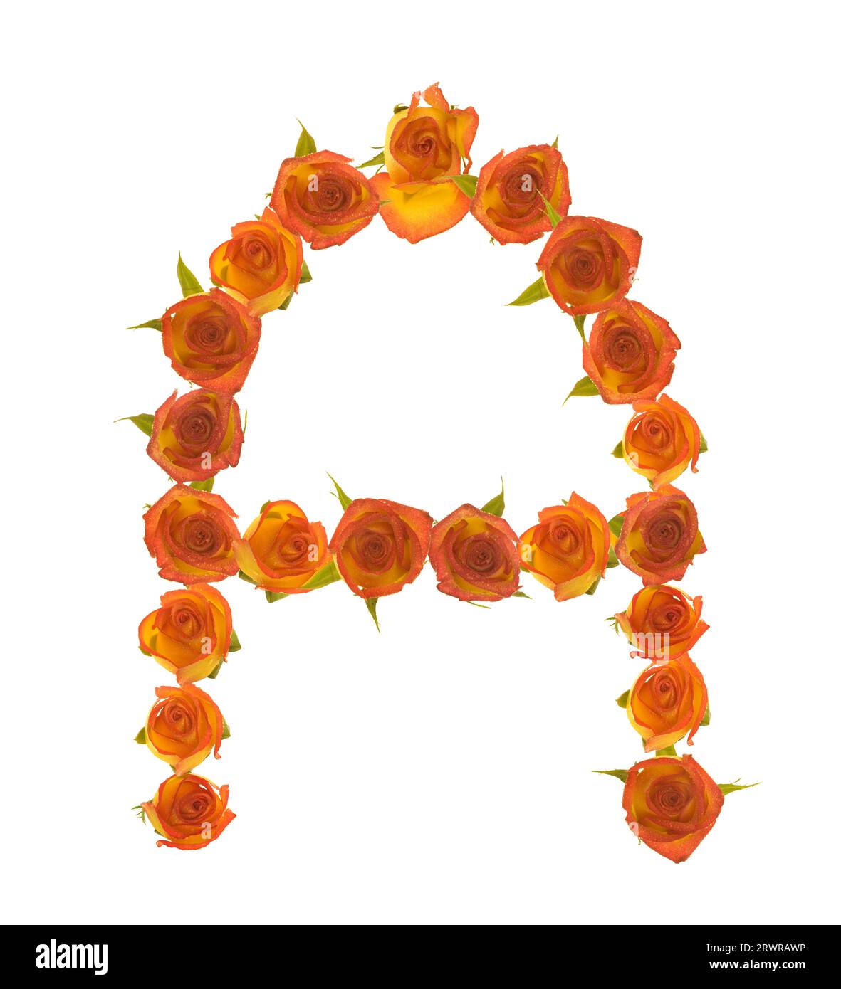 letter A made of sweetheart rose blossom of colorful wet yellow to red ...