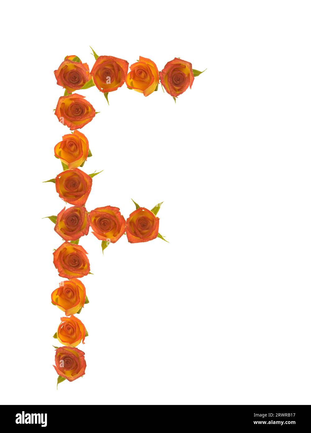 letter F made of sweetheart rose blossom of colorful wet yellow to red ...