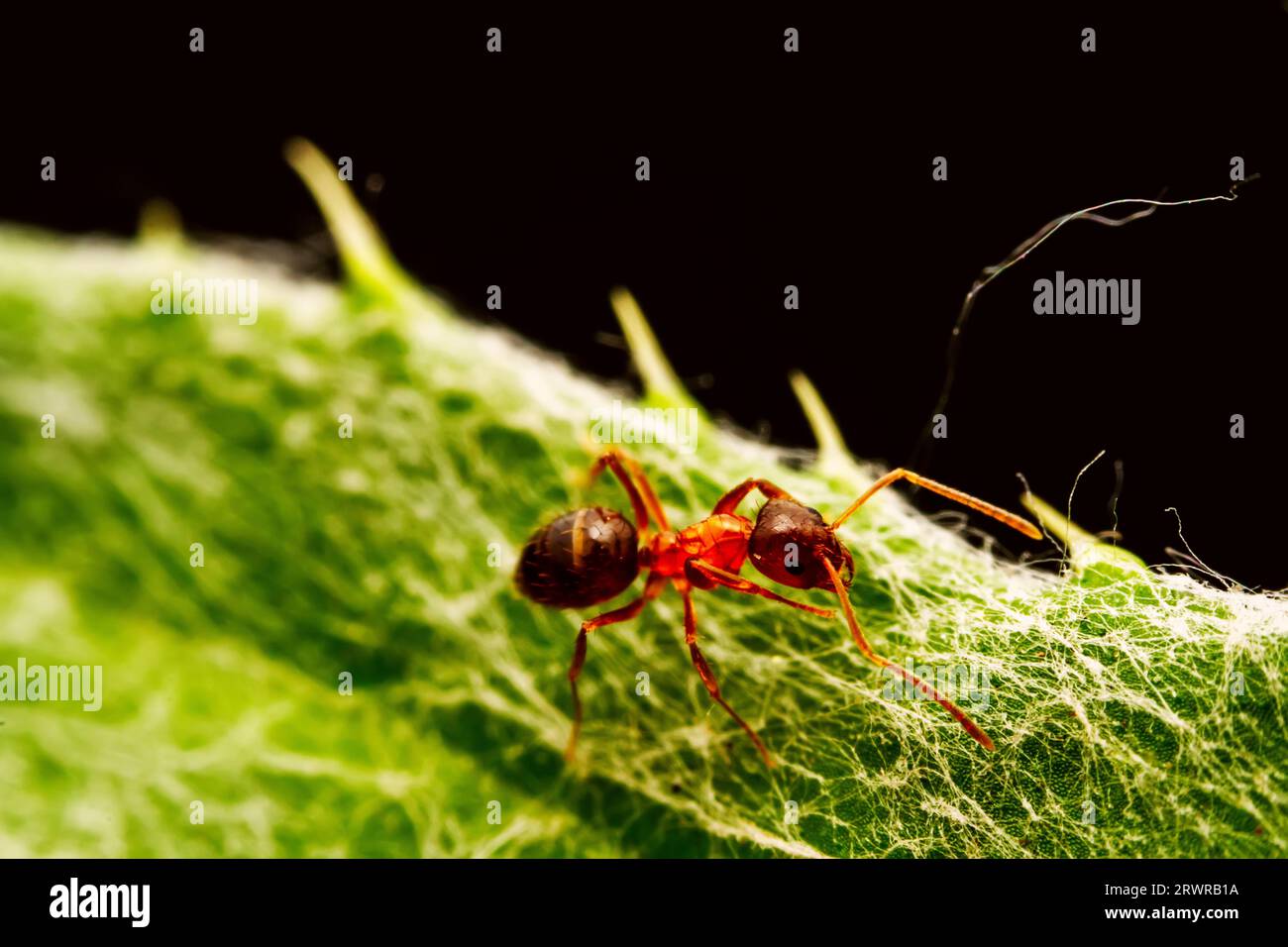 Ants foraging on wild plant leaves Stock Photo - Alamy