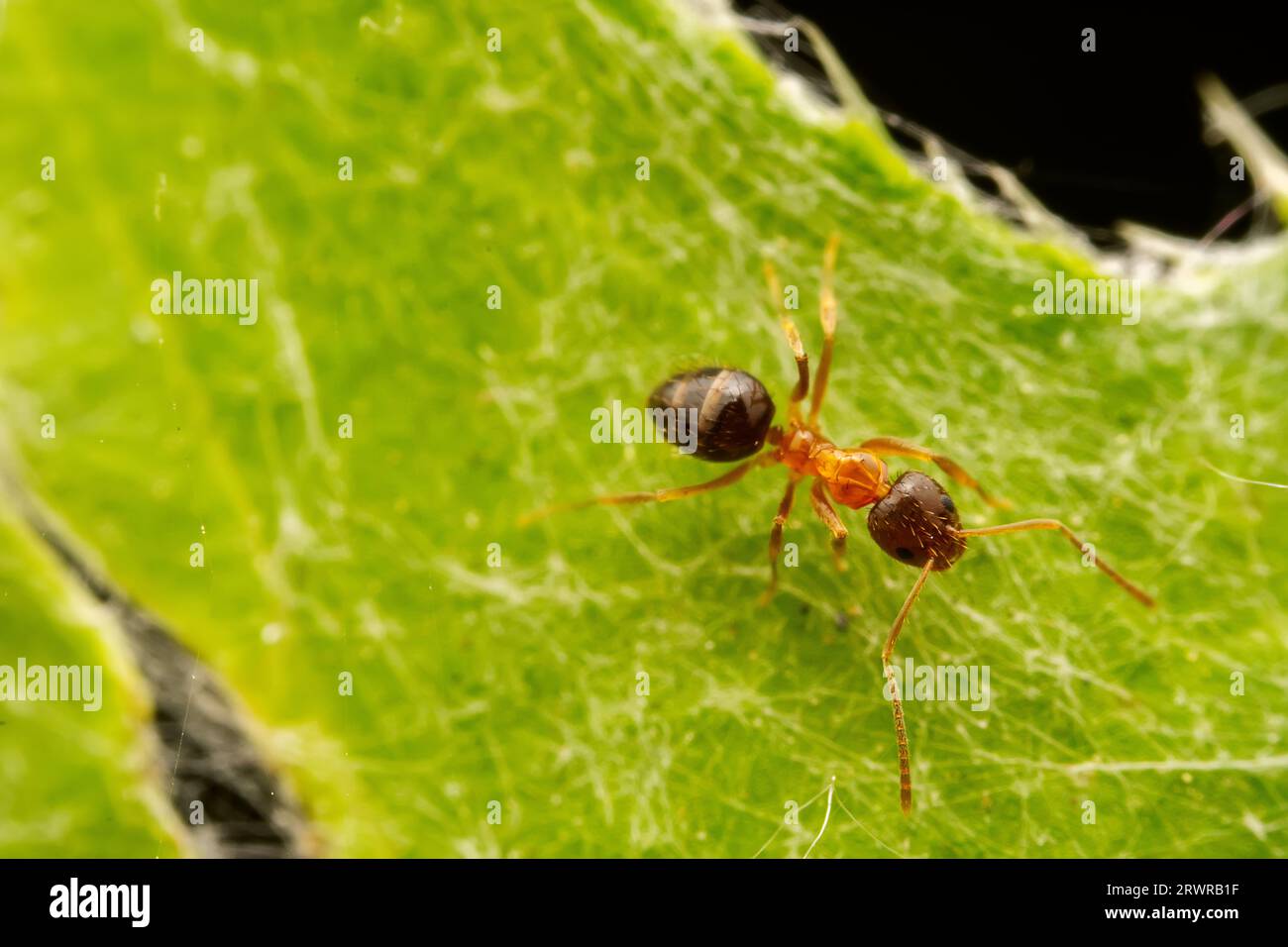 Ants foraging on wild plant leaves Stock Photo - Alamy