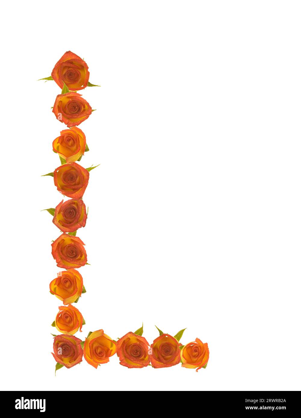 letter L made of sweetheart rose blossom of colorful wet yellow to red ...