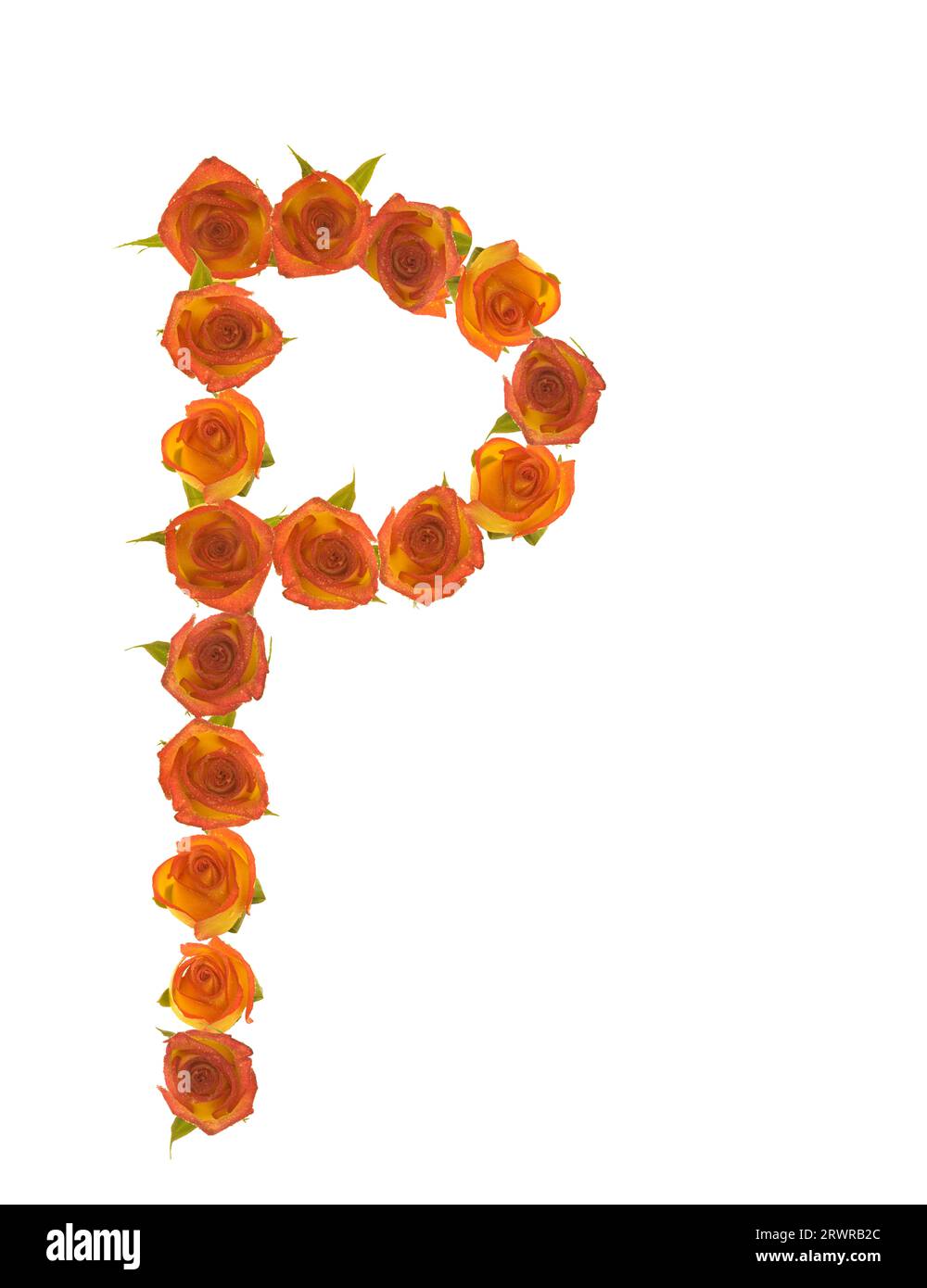letter P made of sweetheart rose blossom of colorful wet yellow to red ...