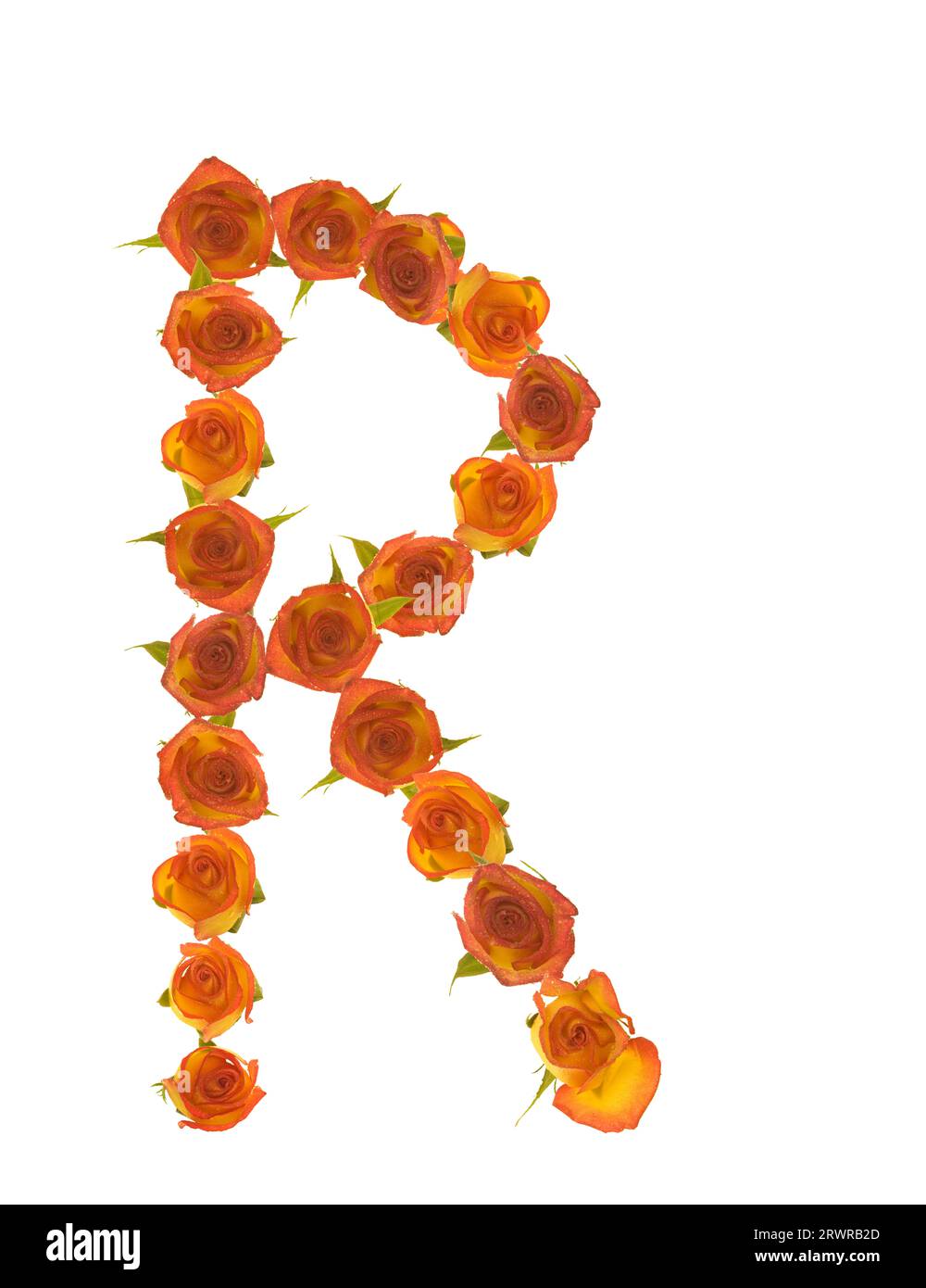 letter R made of sweetheart rose blossom of colorful wet yellow to red ...