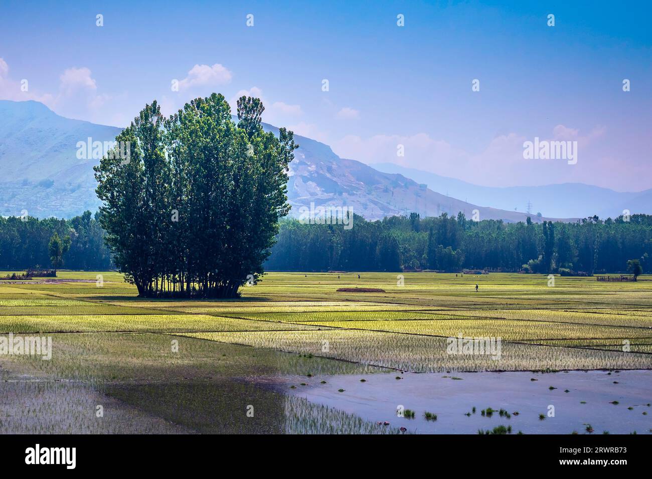 Landscape with trees and sky. Beautiful scenic Landscape of a bunch of ...