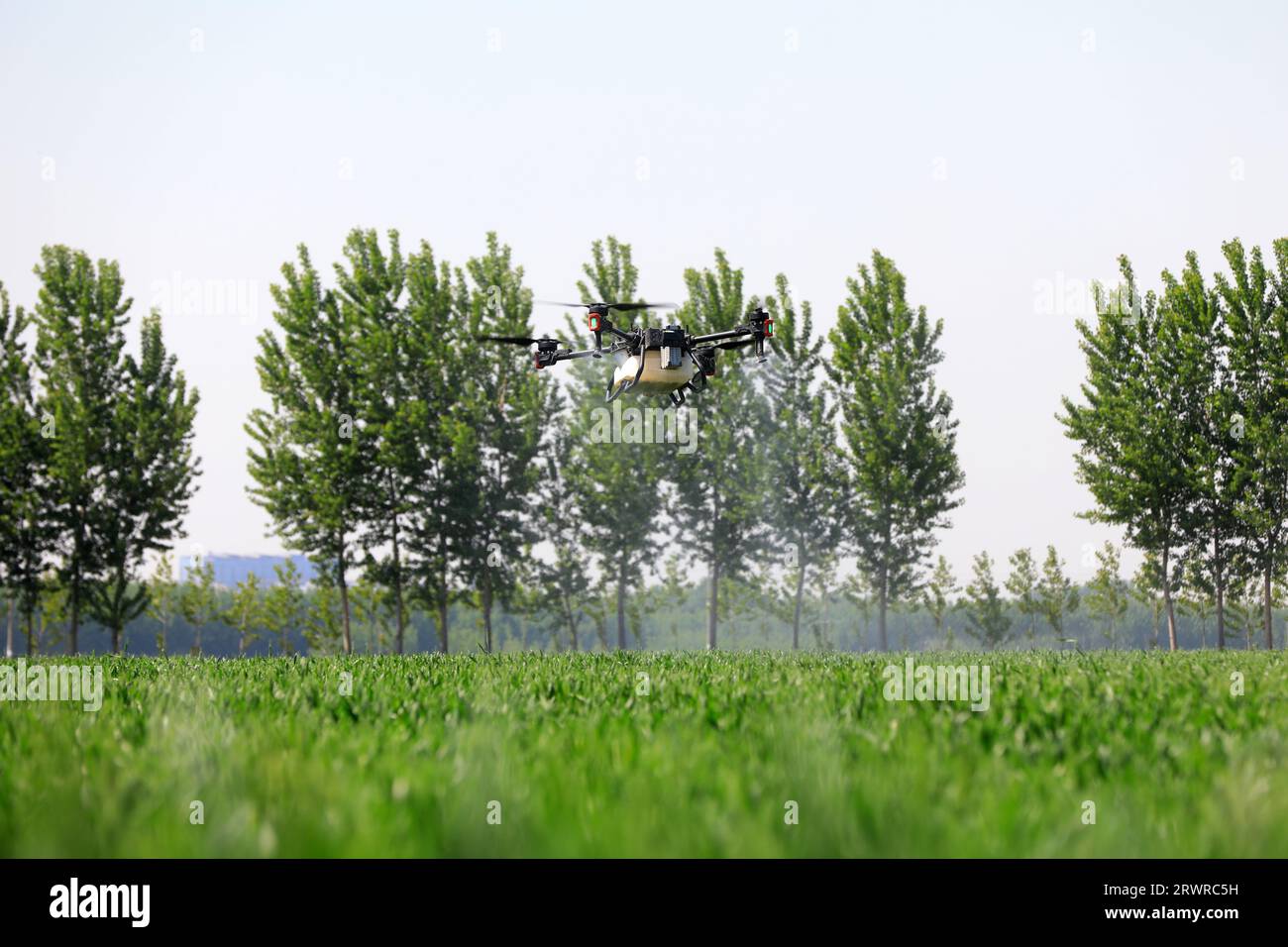 farmers use plant protection UAVs to spray pesticides on wheat, North ...