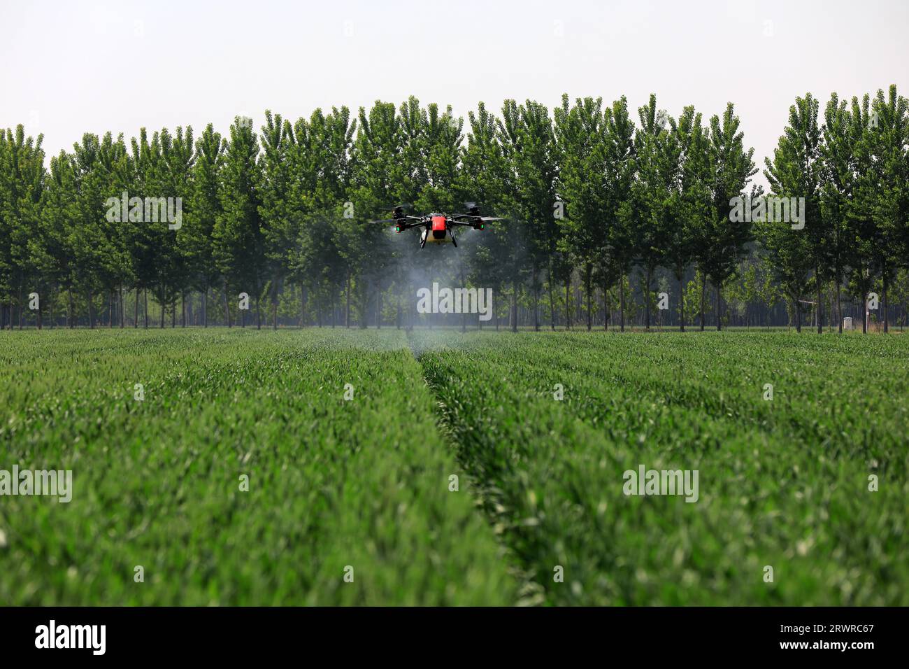 farmers use plant protection UAVs to spray pesticides on wheat, North ...